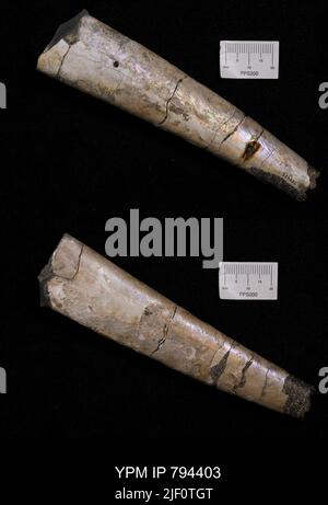 Baculites compressus Say Stock Photo - Alamy