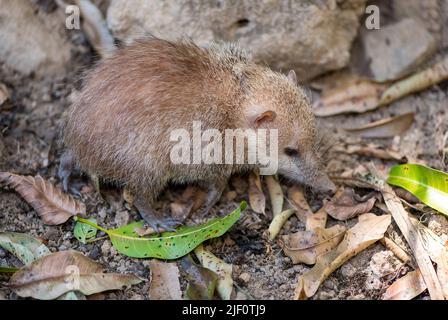 Tailess tenrec (Tenrec ecaudatus) from Madagascar Stock Photo - Alamy