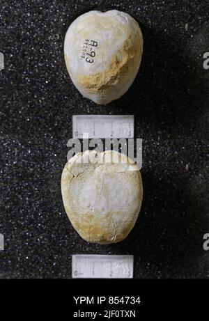 Holaster simplex Shumard, 1853 Stock Photo - Alamy