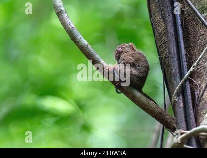 "Spectral tarsier" (Tarsius fuscus) from Tangkoko Nature Reserve ...