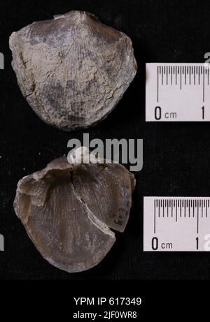 Atrypa aff. reticularis Linnaeus, 1767 Stock Photo - Alamy