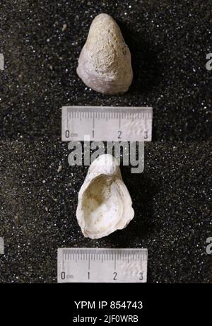 Gryphea washitaensis Hill Stock Photo - Alamy