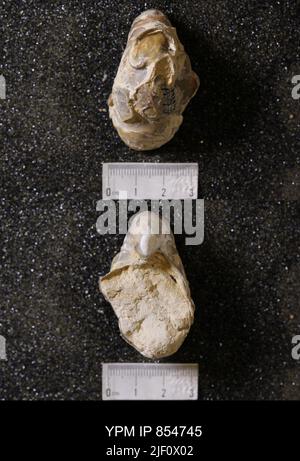 Gryphea washitaensis Hill Stock Photo - Alamy