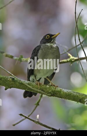 White-throated Thrush Turdus assimilis Cerro de San Juan, Tepic ...