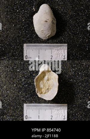 Gryphea washitaensis Hill Stock Photo - Alamy