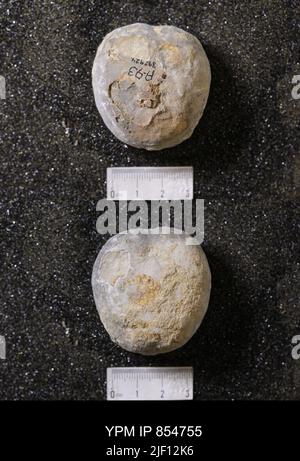 Fossil of a flattened sea urchin in limestone Stock Photo - Alamy