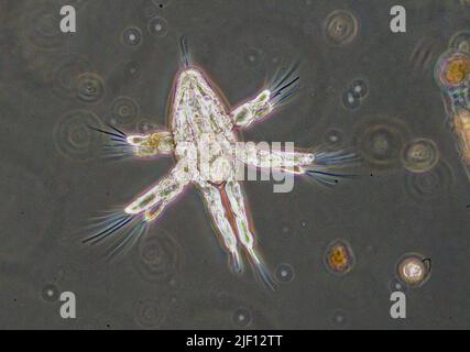 copepods (Copepoda), Nauplius larva of copepod in dark field mikroskopy ...