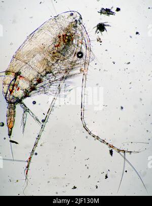 The planktonic Crustacean Calanus finmarchicus. Lateral view Stock ...