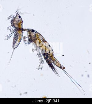 Couple of Harpacticoid Copepods Stock Photo - Alamy