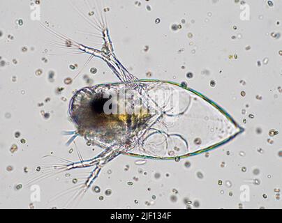 Marine Water Fleas (Branchiopoda) from the genus Evadne, probably E ...