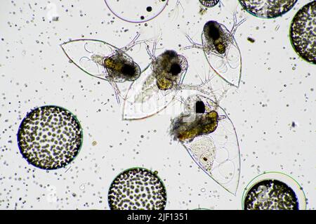 Marine Water Fleas (Branchiopoda) from the genus Evadne, probably E ...