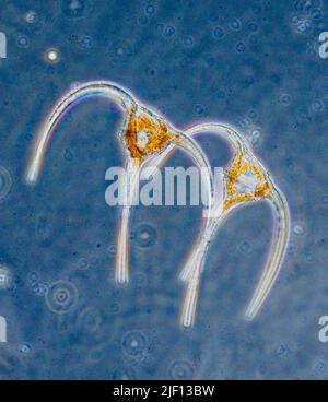 Dinoflagellates from the genus Tripos (syn: Ceratium) and two cells of ...