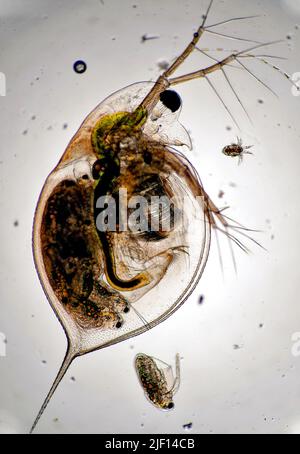 Water flea, Daphnea sp., from south-western Norway. The animal is about ...