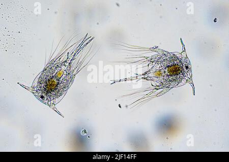 Pelagic larvae of barnacle (Balanus sp., probably B. crenatus ...