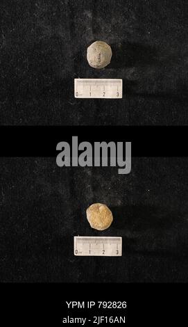 Invertebrate Zoology Duncan, 1879 Stock Photo - Alamy