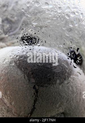 Cute teddy bear behind water drops on glass Stock Photo - Alamy