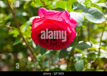 Close-up of the 'Heathcliff' Rose , Rosa Stock Photo - Alamy