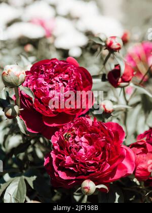 Burgundy peony beautiful flowers close-up on a pink background. Floral ...
