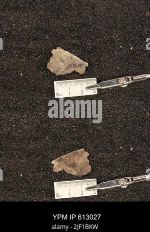 Clioscaphites vermiformis Meek & Hayden, 1862 Stock Photo - Alamy