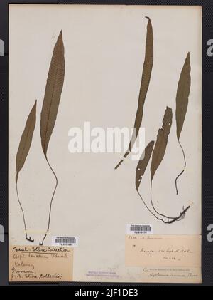 Neogloboquadrina incompta (Cifelli, 1961 Stock Photo - Alamy