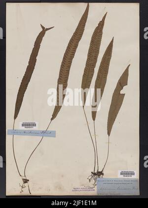 Globigerinita glutinata (Egger, 1893 Stock Photo - Alamy