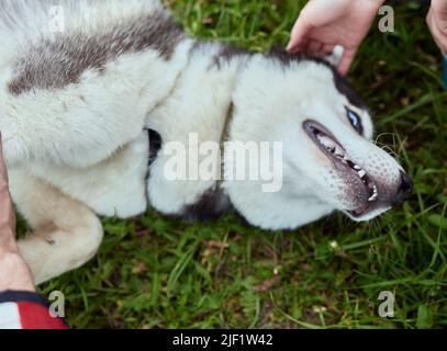 Close-up: Siberian husky is placing candy on his nose Stock Photo - Alamy