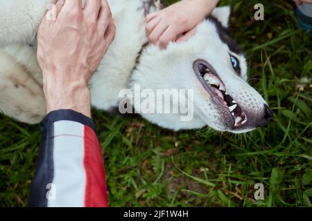 Close-up: Siberian husky is placing candy on his nose Stock Photo - Alamy