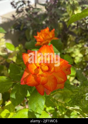 Closeup shot of an orange rose floribunda botticelli blooming in the ...