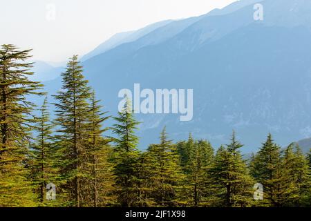 Cedar trees and mountain scenery Stock Photo - Alamy