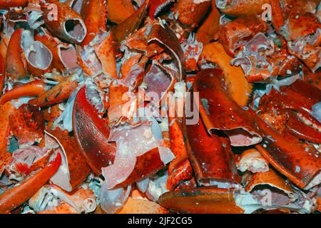 atlantic lobster shells mostly used as fertiliser and base for the ...