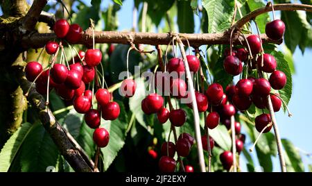 Germany. 19th June, 2022. Ripe red cherries hanging on a tree in the ...