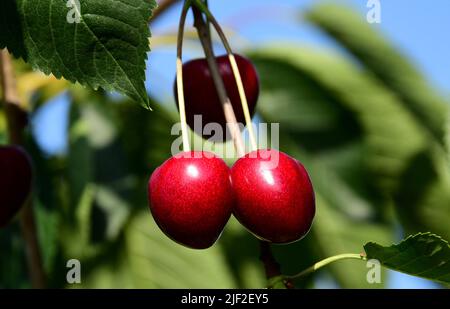 Germany. 19th June, 2022. Ripe red cherries hanging on a tree in the ...