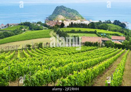 Vineyards by the sea in Getaria, Basque Country coast Stock Photo - Alamy