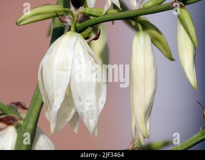 Yucca filamentata is a perennial evergreen, monoecious, almost stemless ...