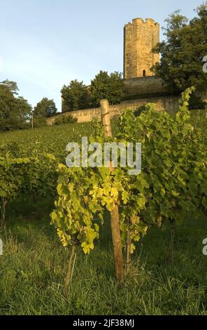 Castle Steinsberg / Sinsheim Stock Photo - Alamy