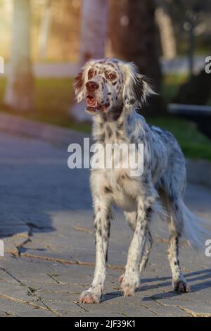 English setter dog profile portrait looking aside isolated on black ...