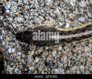 A closeup of Butler's garter snake, Thamnophis butleri Stock Photo - Alamy