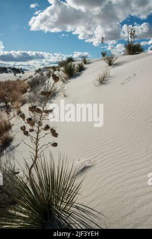 Yucca plants growing in White Sands National Monument, New Mexico, USA ...