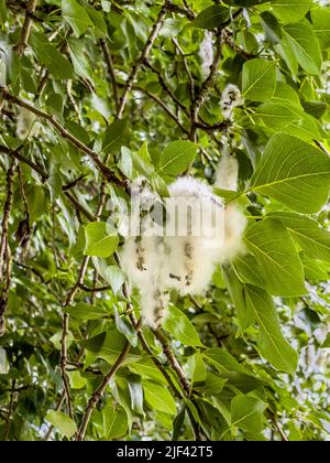 The seeds of a cottonwood poplar tree in Boise, Idaho, USA Stock Photo ...
