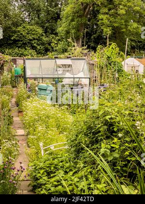 Overgrown summer plants growing in the morning meadow Stock Photo - Alamy