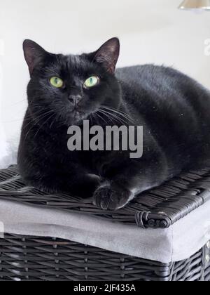British short haired cat sitting on gamer chair Stock Photo - Alamy