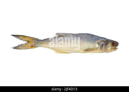 Threadfin salted fish isolated on white background Stock Photo - Alamy