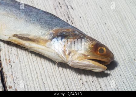 Threadfin salted fish isolated on white background Stock Photo - Alamy