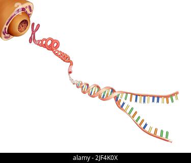 Base-pair structure of DNA, illustration. The double helix of the ...