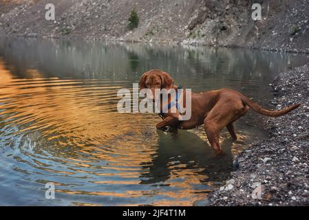 Vizsla Dog Fishing in Mountain River Stock Photo - Alamy