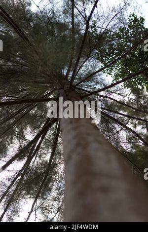 Branches of a treetop seen from below - structure, texture Stock Photo ...
