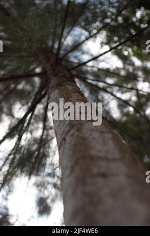 Branches of a treetop seen from below - structure, texture Stock Photo ...