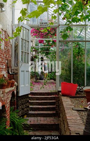 Interior of a grape greenhouse next to the house snake fight near ...