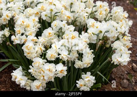 Narcissus 'Erlicheer' double daffodil close up Stock Photo - Alamy