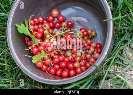 Pinckney, Michigan, USA. 13th Aug, 2021. A butterfly lands on an ...